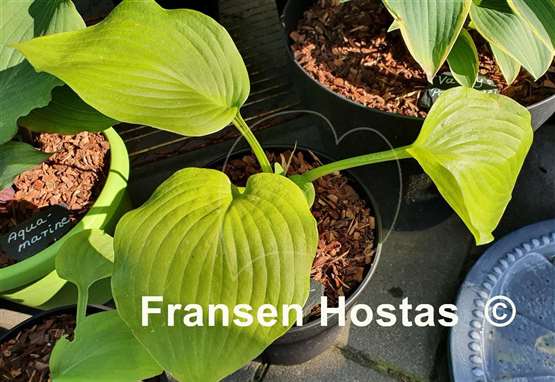 Hosta Banana Kid - Fransen Hostas